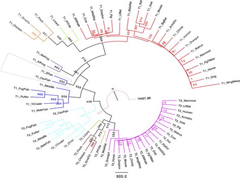 Phylogenetic Analysis Of Vertebrate Twist Proteins The Outgroup Twist Download Scientific