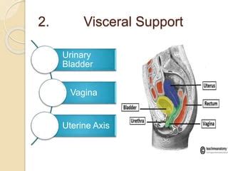 Supports Of Uterus Pptx