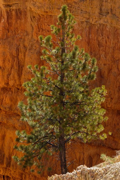 Bryce 7 G Tollefson Flickr