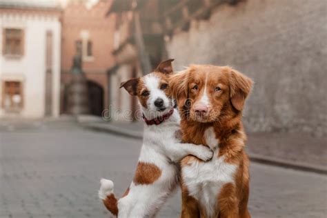 Красивая молодая красная собака щенка Shiba Inu на автомобиле Стоковое ...