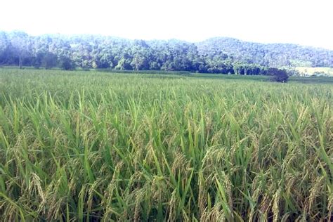 မိုင်းခုတ်မြို့၌ မိုးစပါးစိုက်ခင်းများ အောင်မြင်ဖြစ်ထွန်း Information And Public Relations