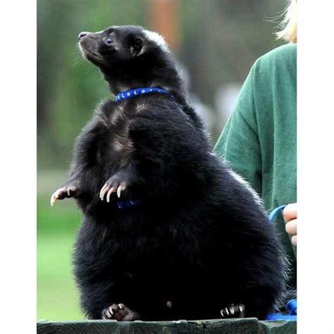 Fat Bottomed Skunk Funny Fat Animals Fat Animals Animals