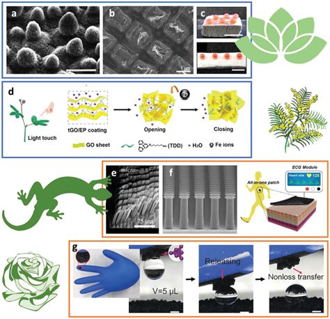 Water Repellence Of A Lotus Leaf A Sem Image Of The Microstructure Of Download Scientific