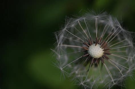 무료 이미지 자연 잔디 사진술 잎 녹색 식물학 플로라 동물 상 닫다 매크로 사진 꽃 피는 식물 데이지 가족 HD 벽지 민들레 씨앗 식물 줄기