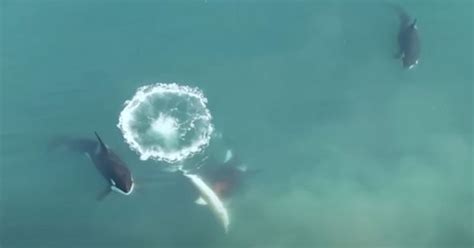 바다 최강 백상아리도 범고래 집단 앞에 속수무책첫 포착