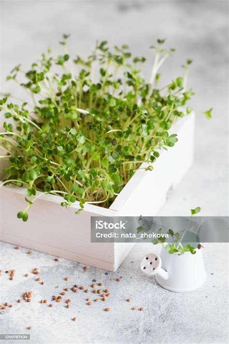 흰색 나무 상자에 무 마이크로 그린의 클로즈업 발아 마이크로 그린 집에서 씨앗 발아 비건 과 건강한 식사 개념 발아 무 씨앗 마이크로 채소 성장 하는 콩나물 0명에 대한