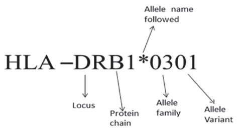 Lecture 2 2 Antigen Recognition By T Cells Flashcards Quizlet