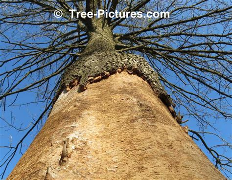 Tree Disease Caused By Emerald Ash Borer