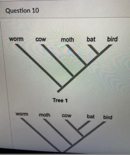 Phylogenies Life Viruses Bacteria Protists Fungi Algae Plant Review Flashcards Quizlet