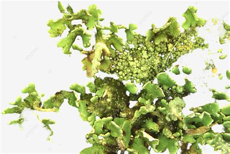 Green Lichen On Deadwood Yellow Bioindicator Lichens Lichen Lichens