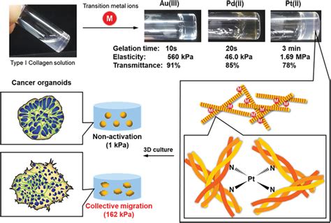 Structural Illustration Of Col I‐tm Gels Cnf Solution Is Quickly
