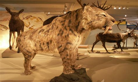 El Smilodon El Fantástico Dientes De Sable
