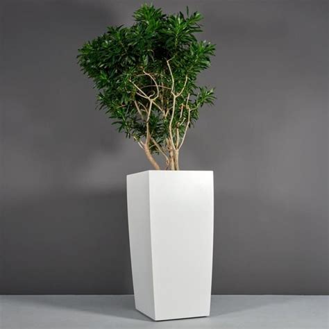 Huge Planters Tree Pots Extra Large Plant Pots At Wholesale