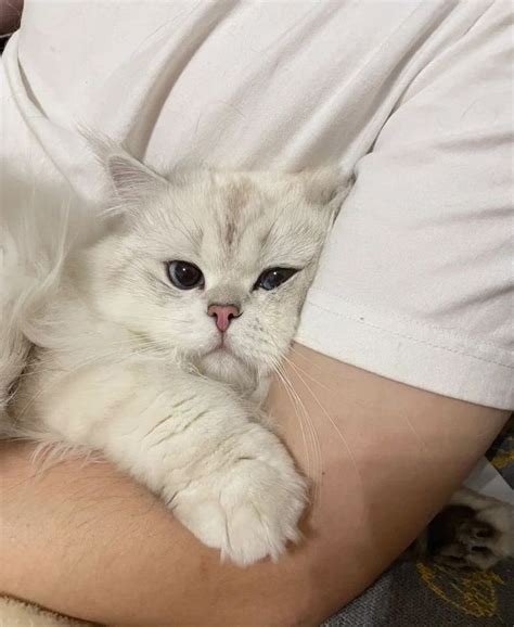 Какой ты кот по зз ฅ ﻌ ฅ Трикки тесты для девочек