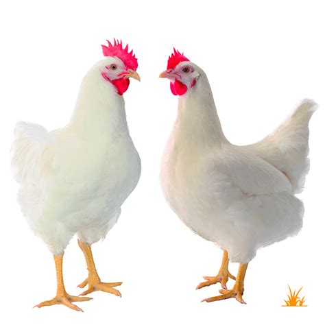 Lohmann Sandy Lohmann Breeders