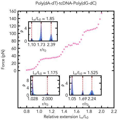 The Emergence Of Three Plateau Regions In The Simulated Force Extension