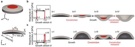 Simulations Of Tissue Morphogenesis Caused By Growth And Constriction Download Scientific