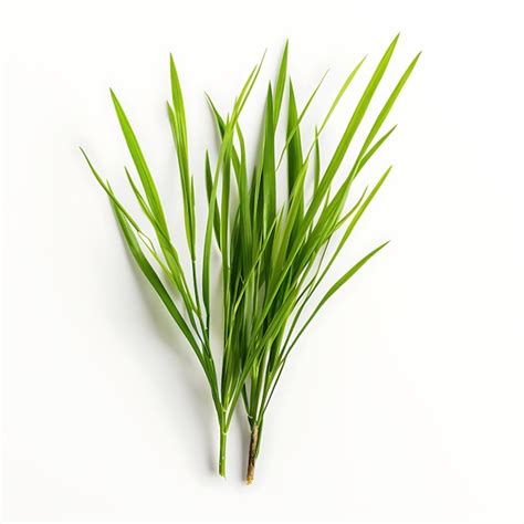 Premium Ai Image Scirpus Microcarpus Yellowgreen A Panicled Bulrush