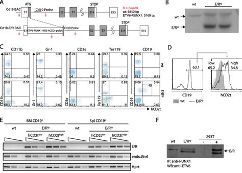 design of bac and expression analysis of the etv6 runx1 transgene a