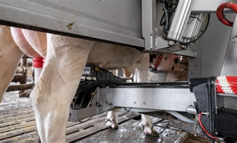 Ordeñando a La Vaca Con Un Robot En Una Granja En Holanda Foto de archivo Imagen de recurso