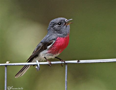 Rose Robin Birds In Backyards