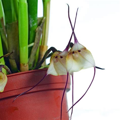Dracula Mantissa Spicesotic Plants