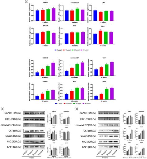 Quantitative Rt‐pcr Revealed Relative Mrna Levels A And Protein