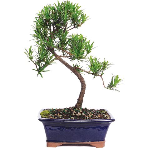 Podocarpus Macrophyllus Prime Bonsai