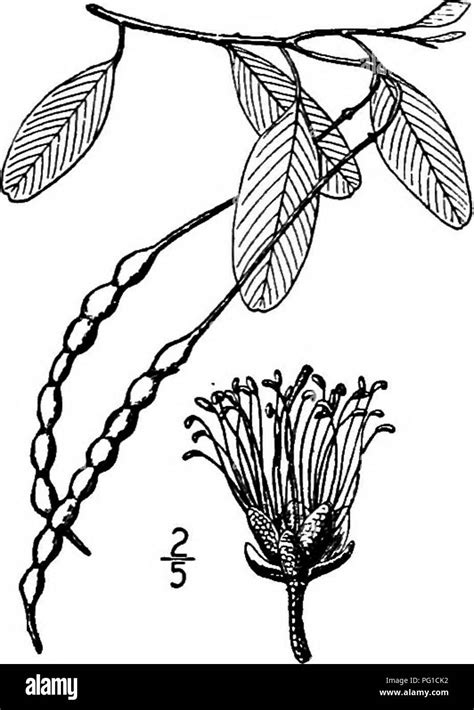 North American Trees Being Descriptions And Illustrations Of The