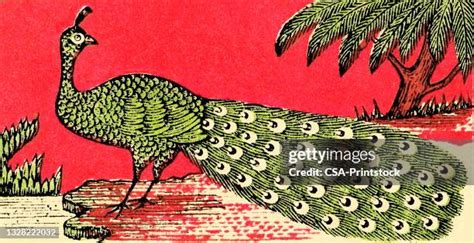 80 Peacock Colour Background High Res Illustrations Getty Images