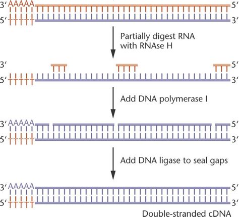 Rna Cdna Synthesis At Willis Beane Blog