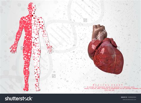 3d Illustration Anatomy Human Heart Stock Illustration 1008984904