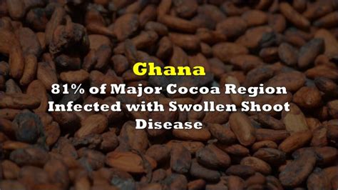 81 Of Ghanas Major Cocoa Region Infected With Swollen Shoot Disease The Deep Dive