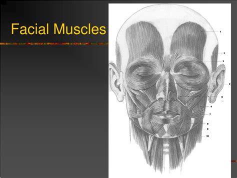 ppt facial expressions and rigging powerpoint presentation free