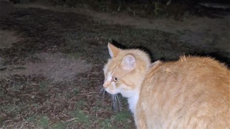 어제저녁 무슨일이 황당해 하는 찐빵이 Youtube