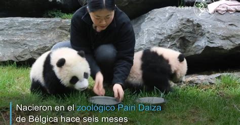 Primeros Pasos De Pandas Gemelos Infobae