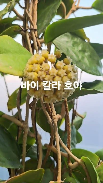 예쁜 얼굴 입니다 ~ Youtube