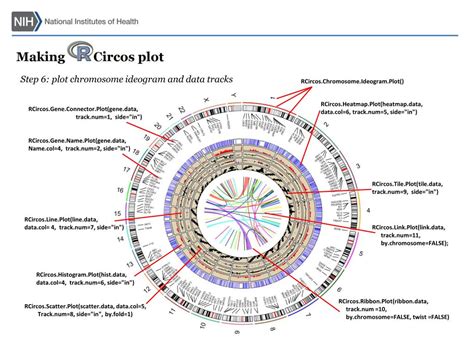 PPT Circos Circos Plot With R PowerPoint Presentation Free Download ID