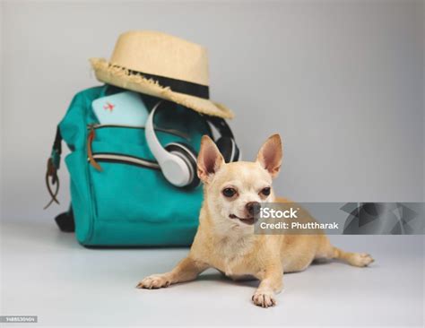 귀여운 갈색 짧은 머리 치와와 개는 여행 액세서리 카메라 배낭 여권 헤드폰 밀짚모자를 쓰고 흰색 배경에 누워 있다 0명에 대한 스톡 사진 및 기타 이미지 Istock