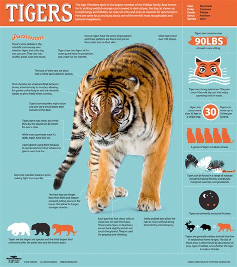 Tiger Fact Sheet Artofit