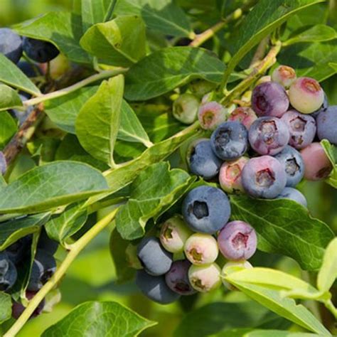 უკვე 20 წელია მაქვს შაქრიანი დიაბეტი მას კი ამ ნახარშის მეშვეობით უკვე მარტივად ვაკონტროლებ