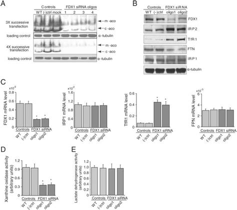 Both Human Ferredoxins And And Ferredoxin Reductase Are Important For Iron Sulfur Cluster