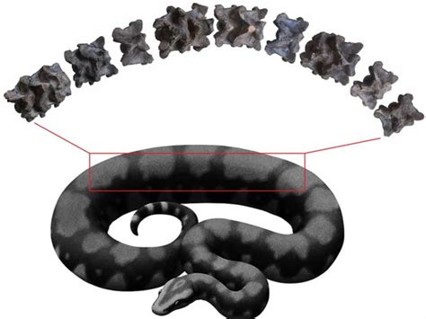 Энэтхэгээс сургуулийн автобуснаас урт балар эртний аварга могойн яс