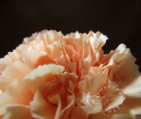 Carnation Caroline Gold At Mitchell Trigg Blog