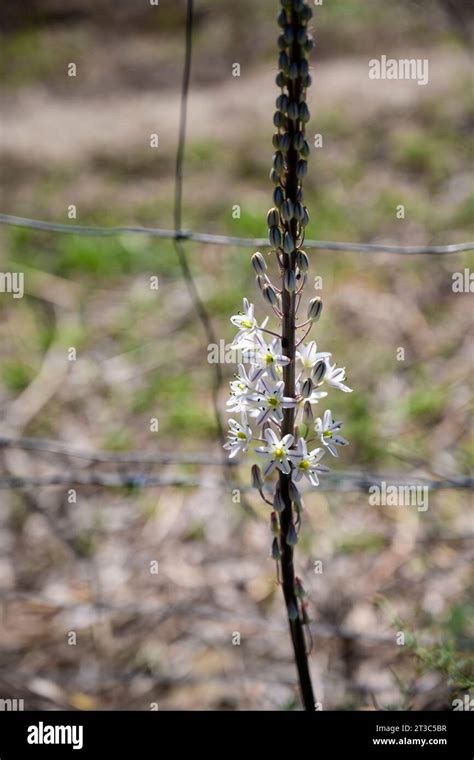 Drimia Is A Genus Of Flowering Plants In The Apg Iv Classification System It Is Placed In The