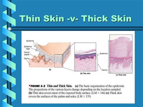 Difference Between Thick Skin And Thin Skin My Projects