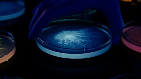 Loréal Acquires Research Firm Lactobio Denmark Based Leader In Precision Probiotics