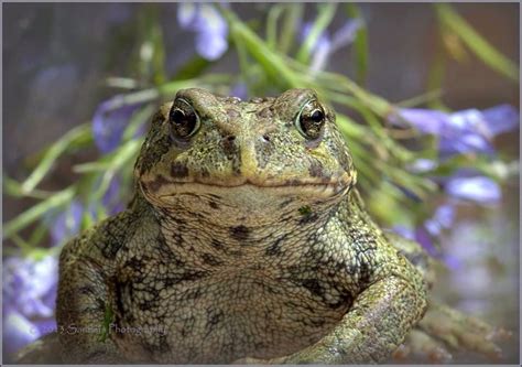 Phobia Of Frogs Aileenkruwperkins