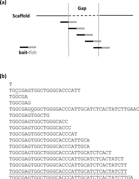 A Pipeline For Completing Bacterial Genomes Using In Silico And Wet Lab Approaches Abstract
