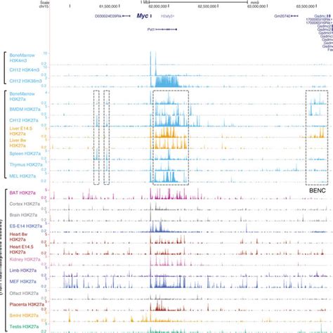 chromatin profiles at the myc locus in different mouse tissues predict